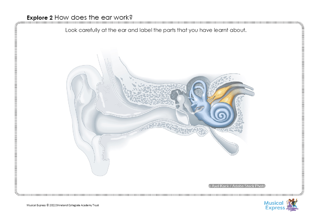Explore 2 How the ear works: unlabelled ear diagram | eduu.school