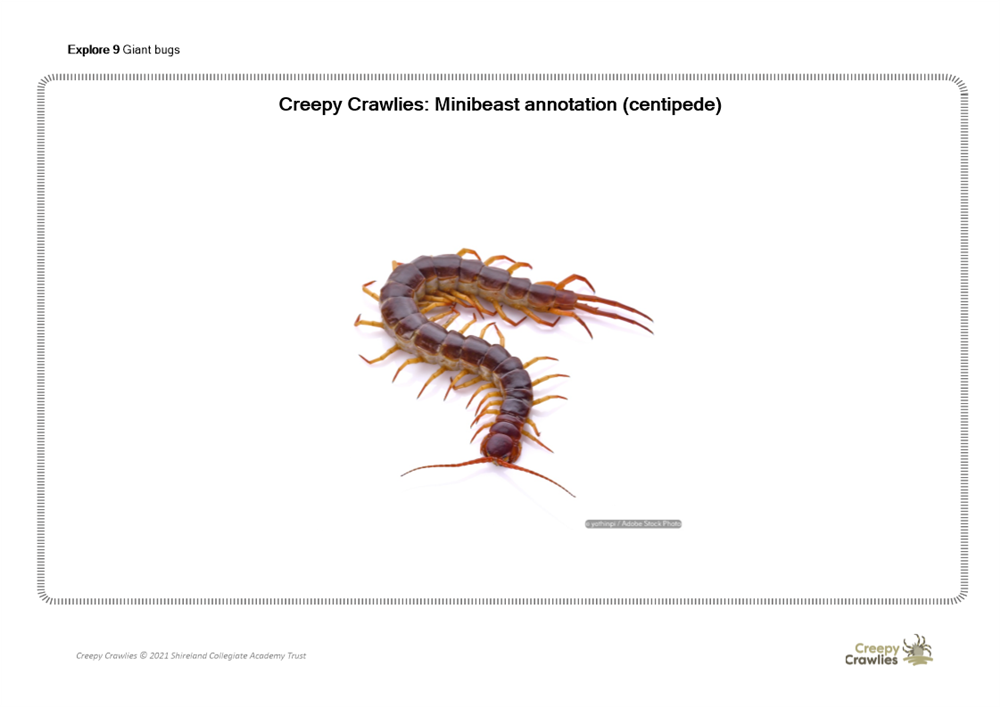 Explore 9 Giant bugs: minibeast annotation (centipede) | eduu.school